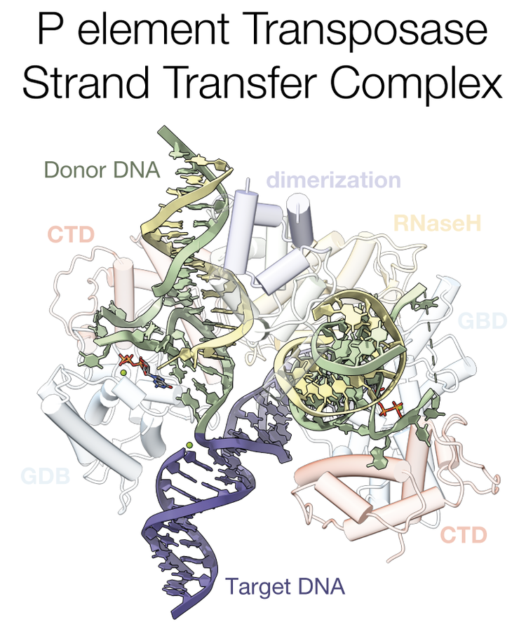 Structure of a P element transposase-DNA complex reveals unusual DNA ...